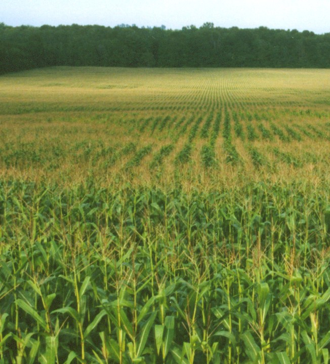 What Corn-Canola Comparisons Tell us about Neonics and Bees – Plenty ...